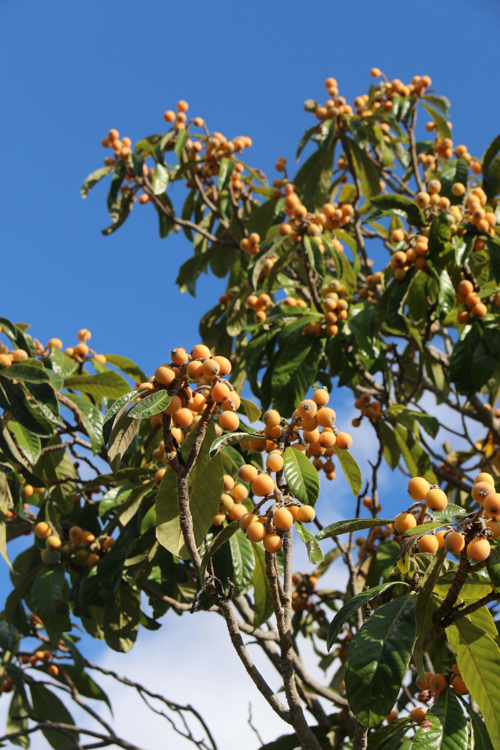 Flora and fauna of campus | The Stanford Daily