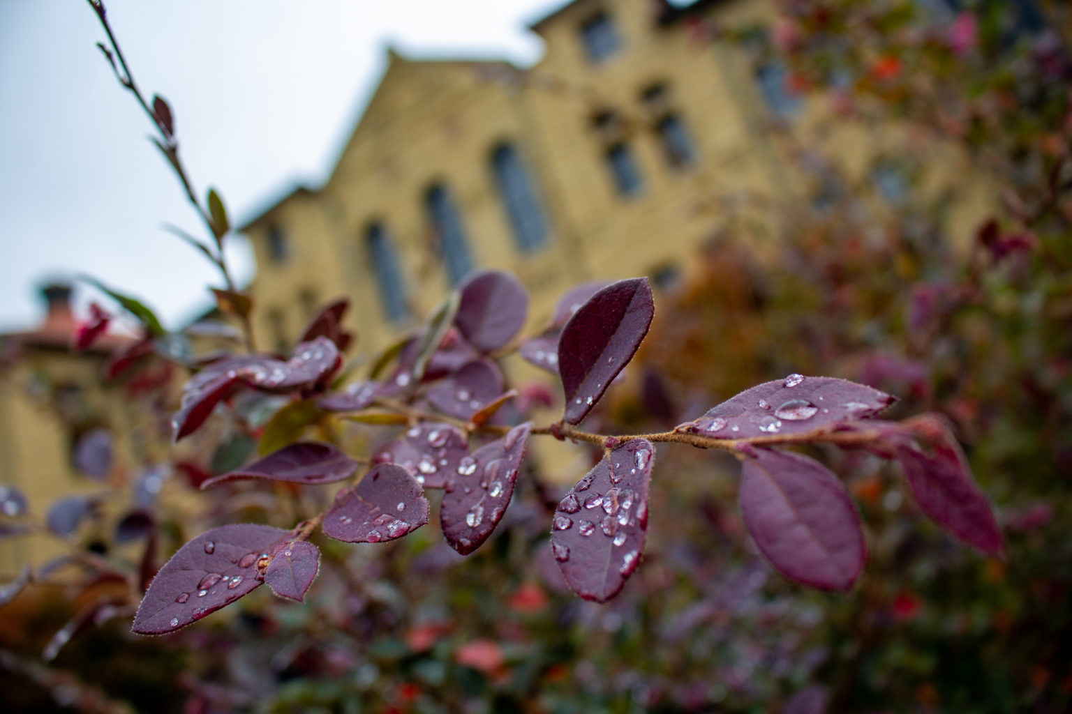 First day of winter quarter sees steady, moderate rains