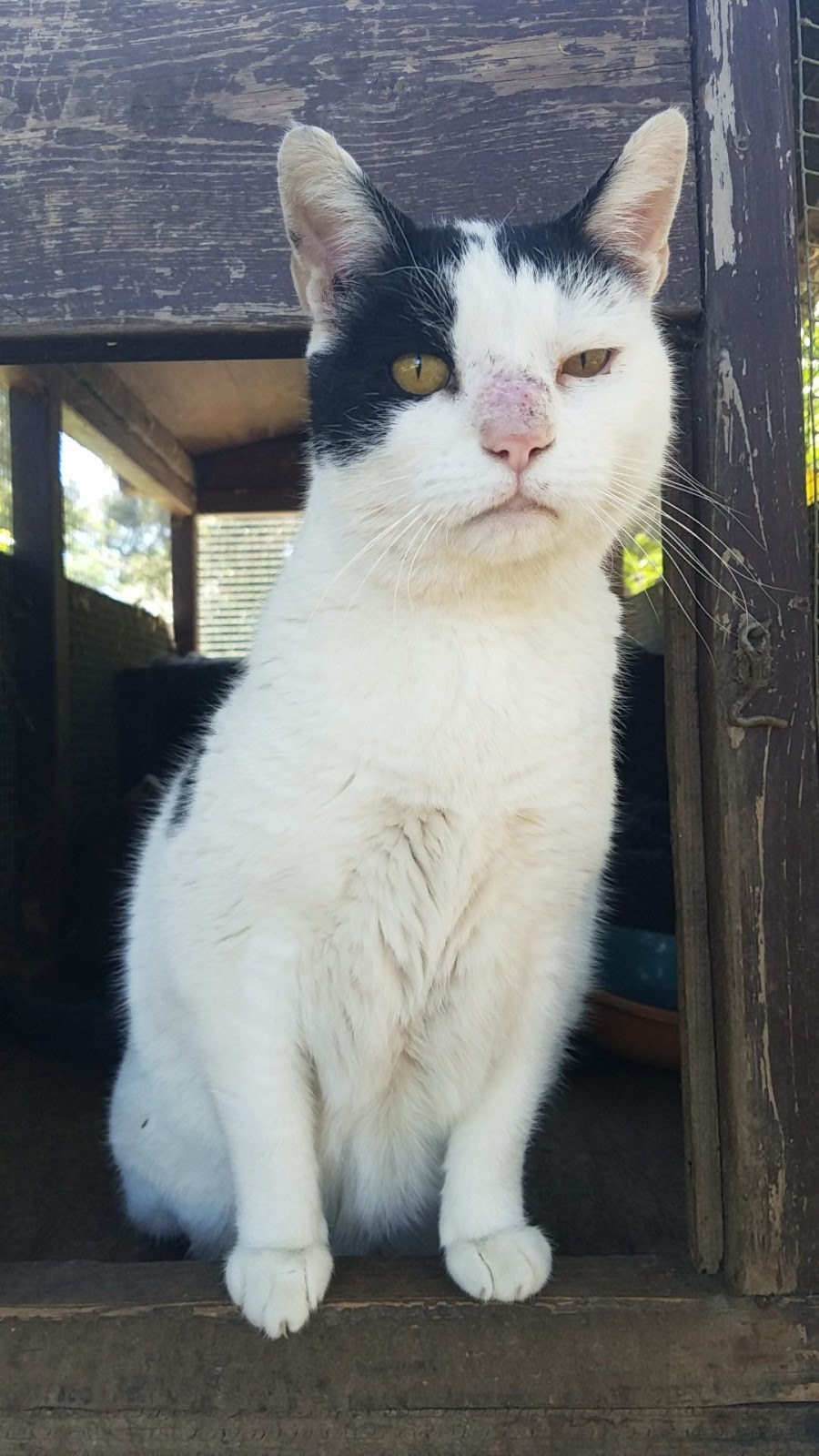 Saving Stanford cats nine lives at a time: The history of the Feline ...