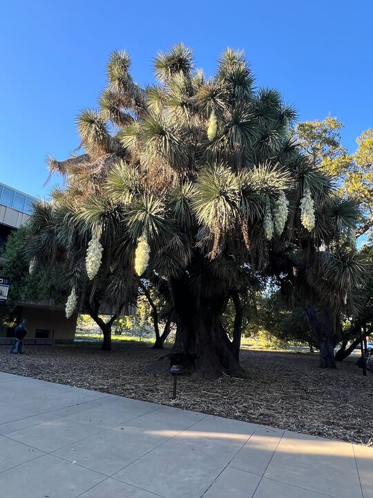 Do Stanford's palm trees really cost $70,000?