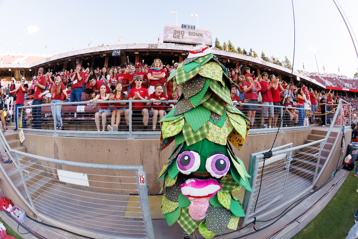 Meet the 47th Stanford Tree: Sonnet Van Doren