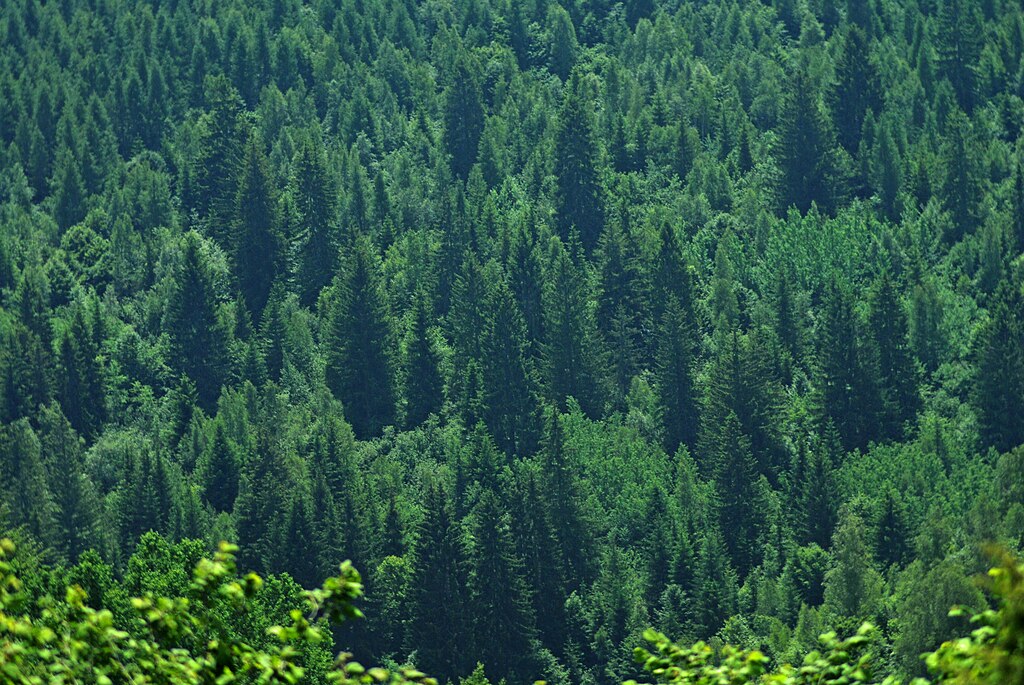 Stanford Tree forgoes traditional ornaments, remains non-denominational