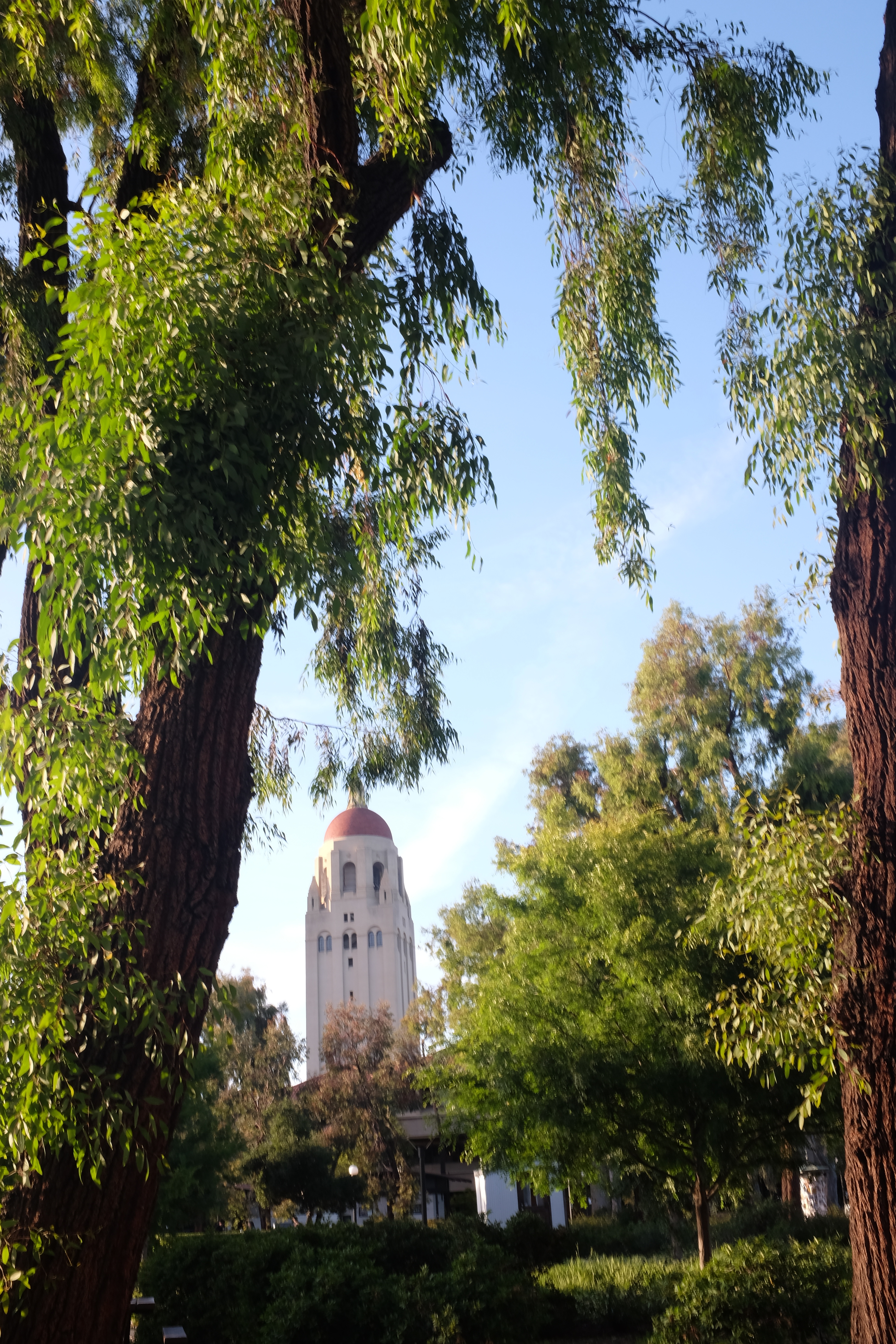 Trees and the art of recognition